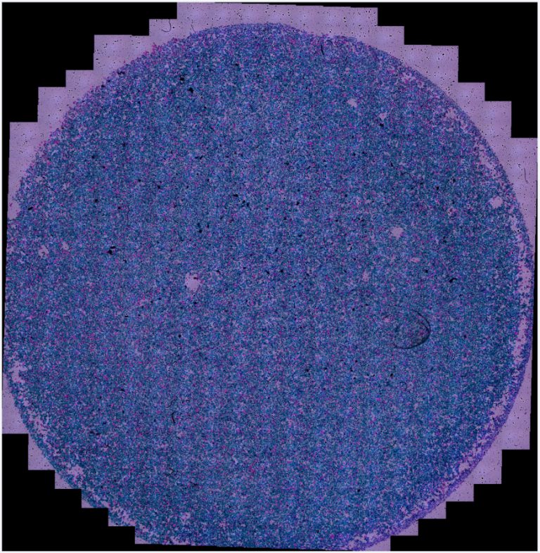 What can auto slide scanner microscope do